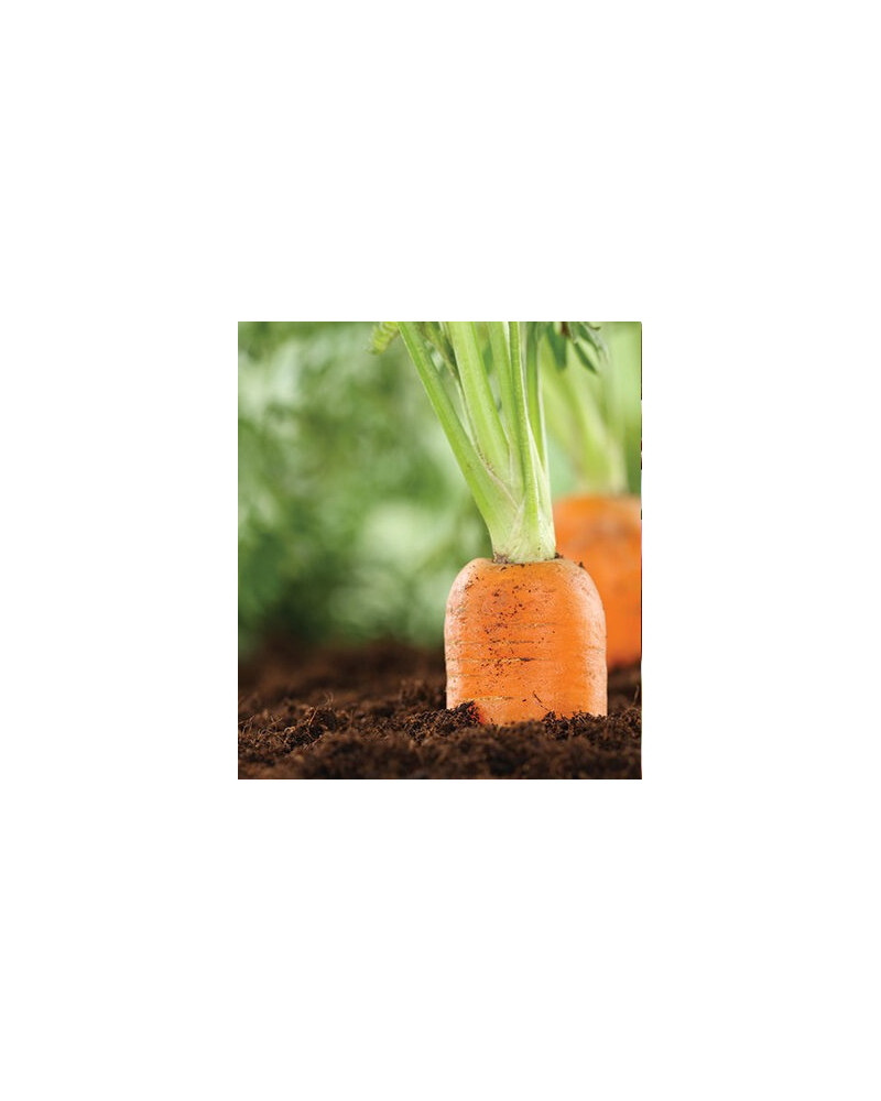 Engrais organique 4-3-5+3MgO Sac 25kg Actimus Frayssinet UAB